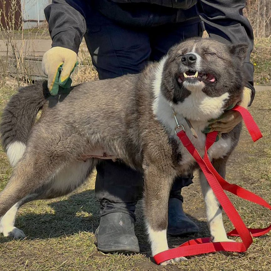 Ждет семью душевная собака