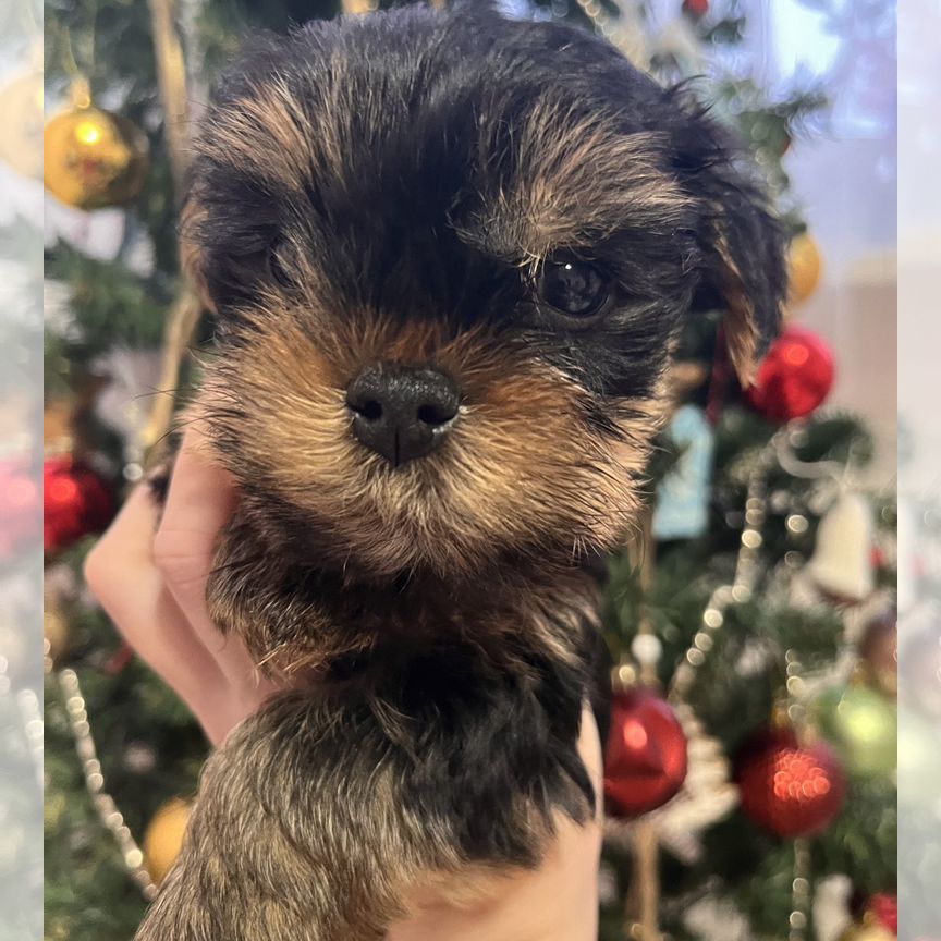 Йоркширский терьер, щенок