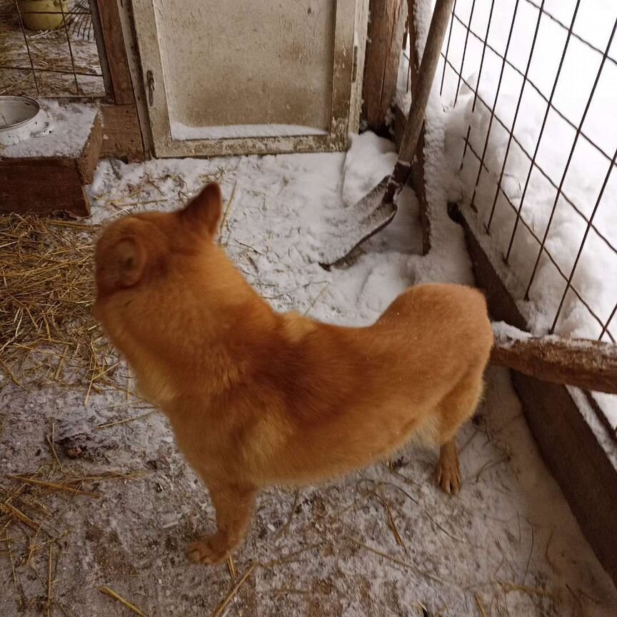 Карело-финская лайка