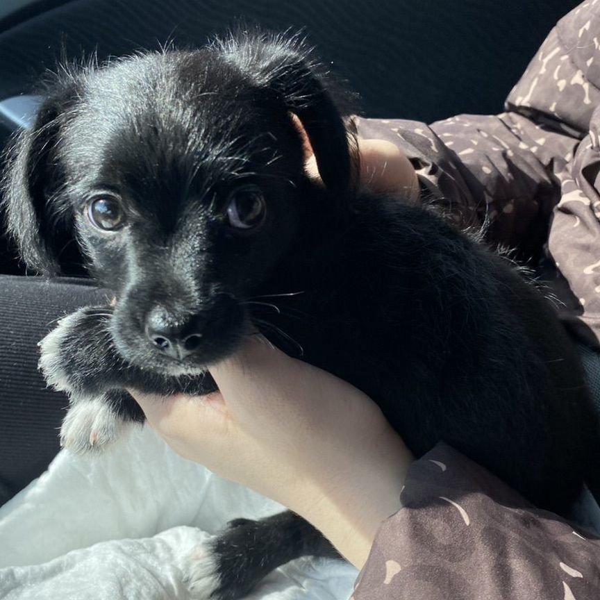 Кокер спаниель, щенок