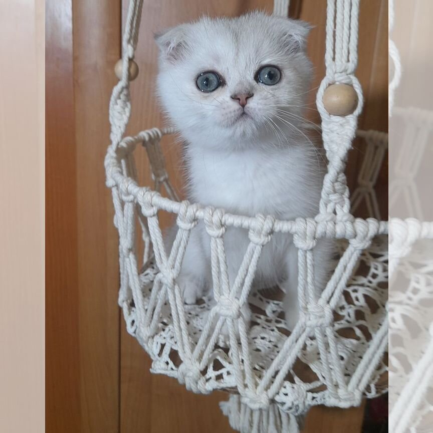 Шотландская вислоухая кошечка