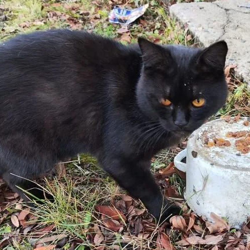 Котик черный мальчик