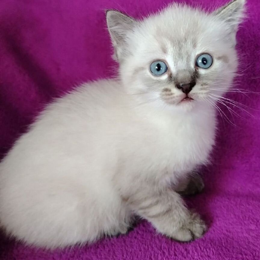 Тайский котёнок