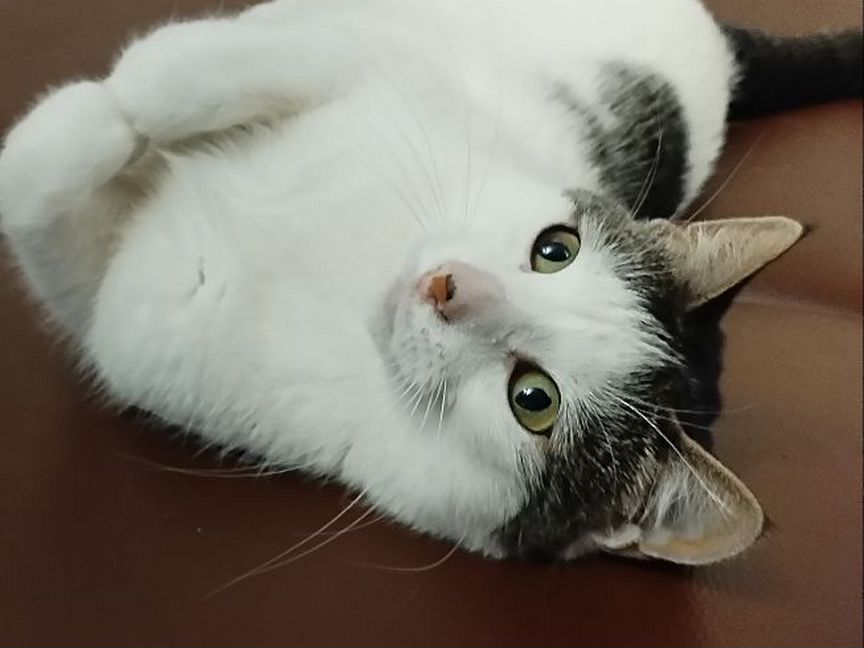 Кошка ласковая