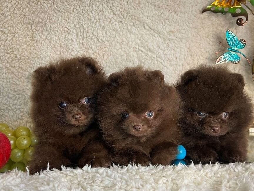 Шпицы шоколадные с документами