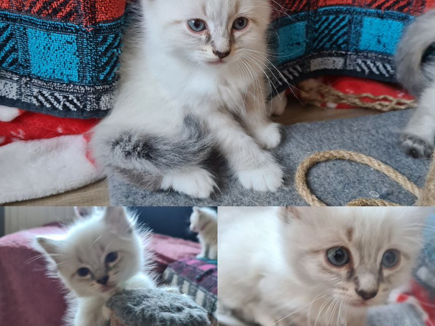 Невская маскарадная котята