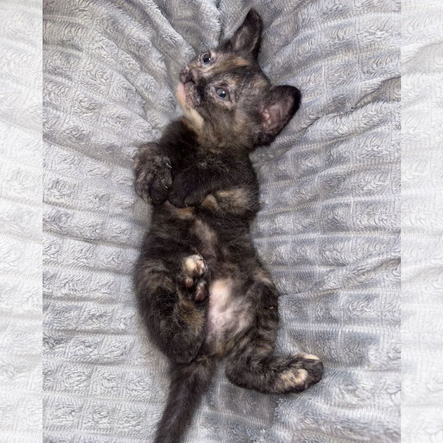 Канадский сфинкс котёнок