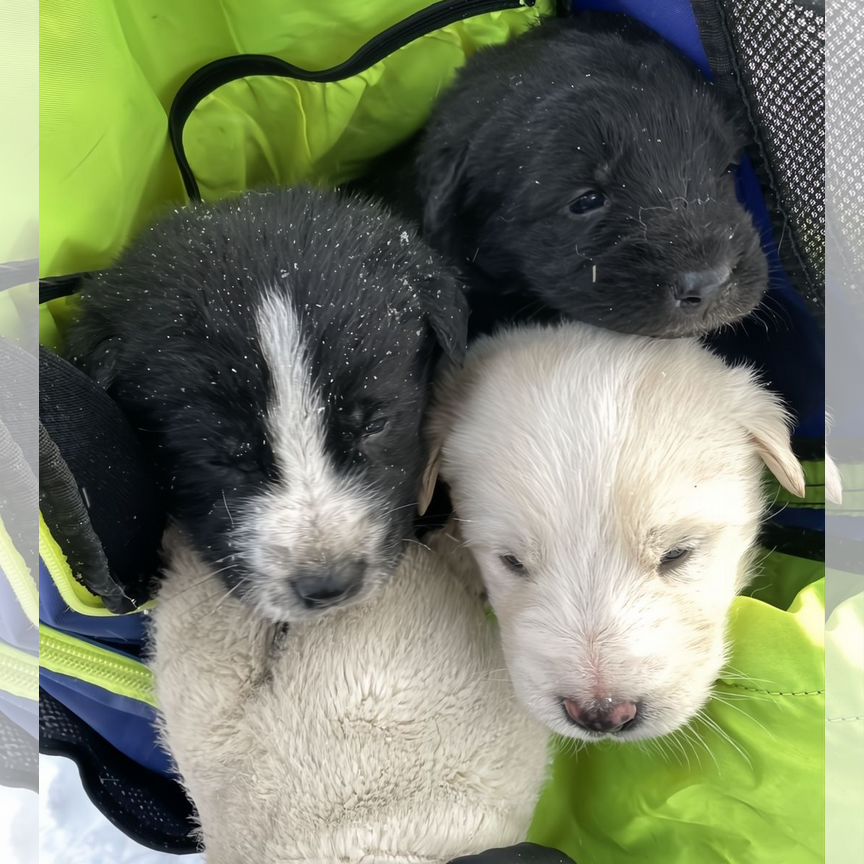 Немецкая овчарка, щенок