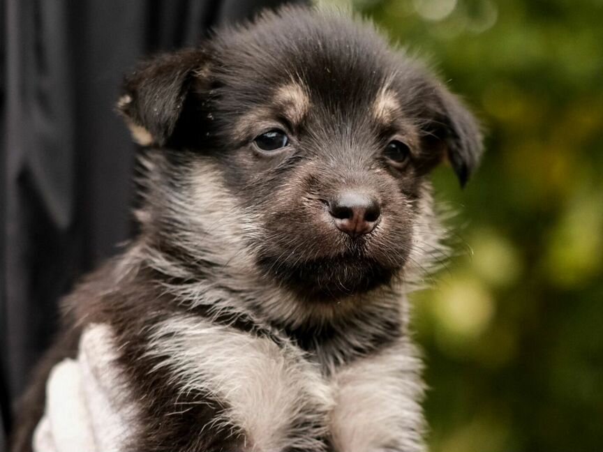 Щенулька-красотулька из приюта