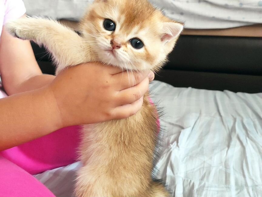 Котёнок британской золотой шиншиллы