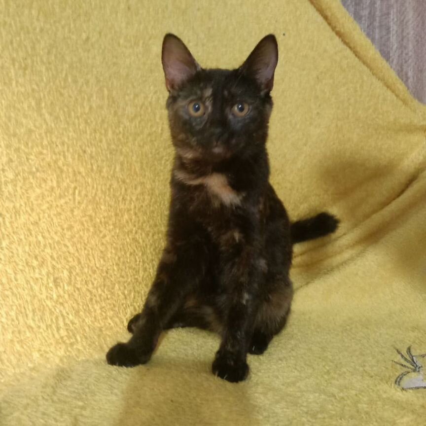 Котенок девочка