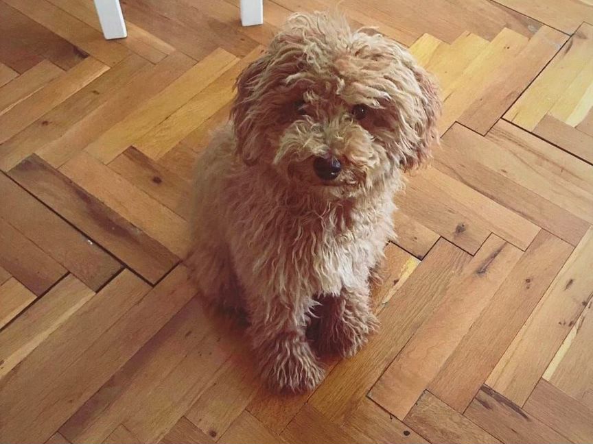 Девочка мальтипу