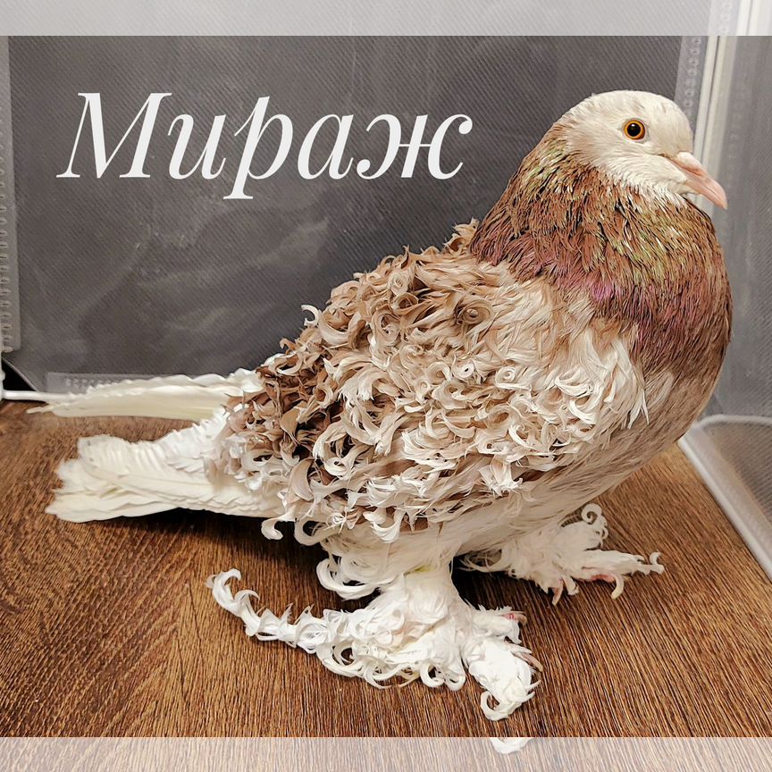 Голуби домашние, ручные и не очень
