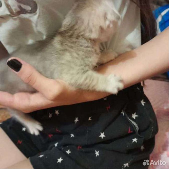 Котята веслоухие