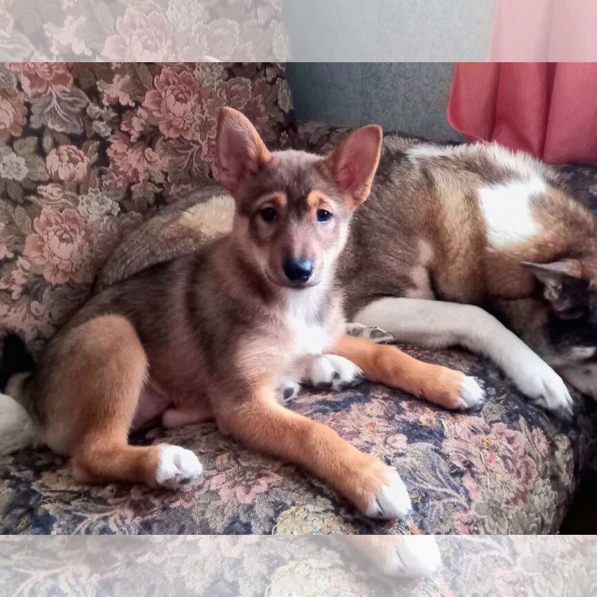 Лайка, щенок