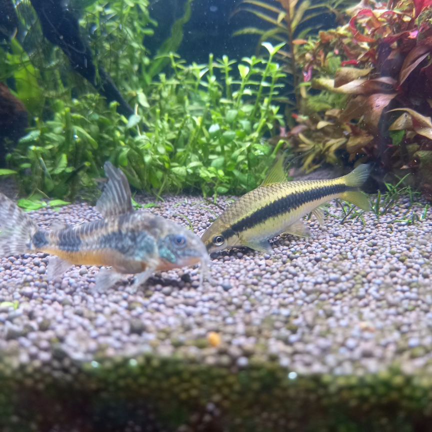 Коридорас крапчатый,водорослеед