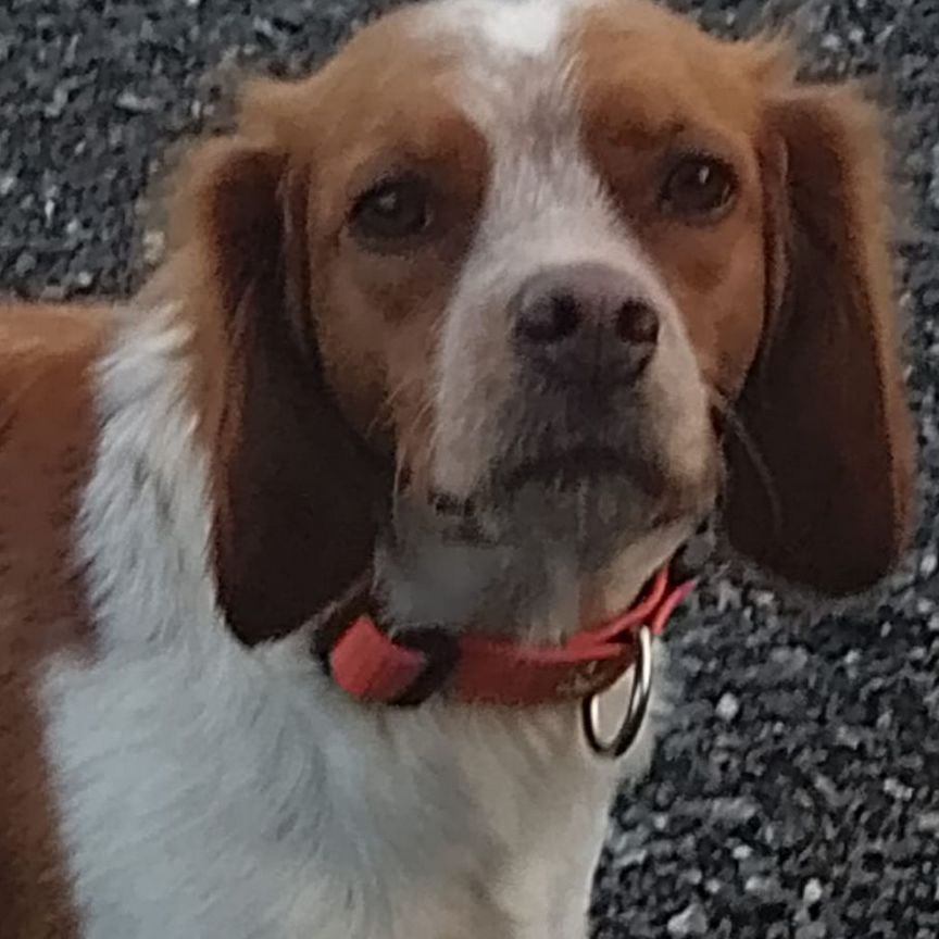 Бретонский эпаньоль