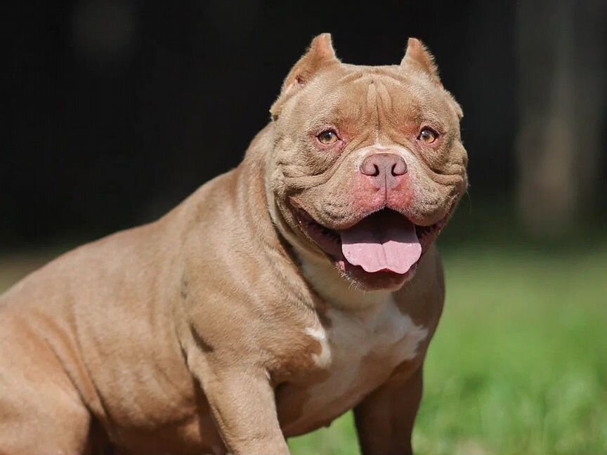 Американский булли