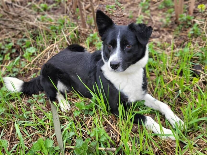 Собака в добрые руки