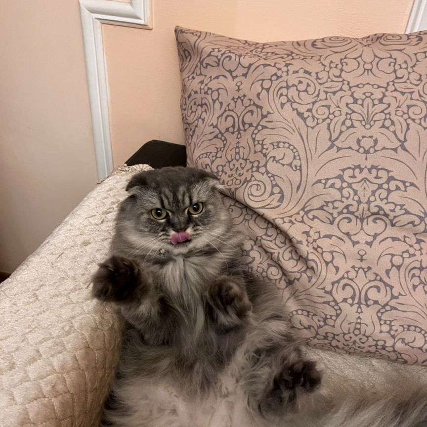 Кошку кота в добрые руки