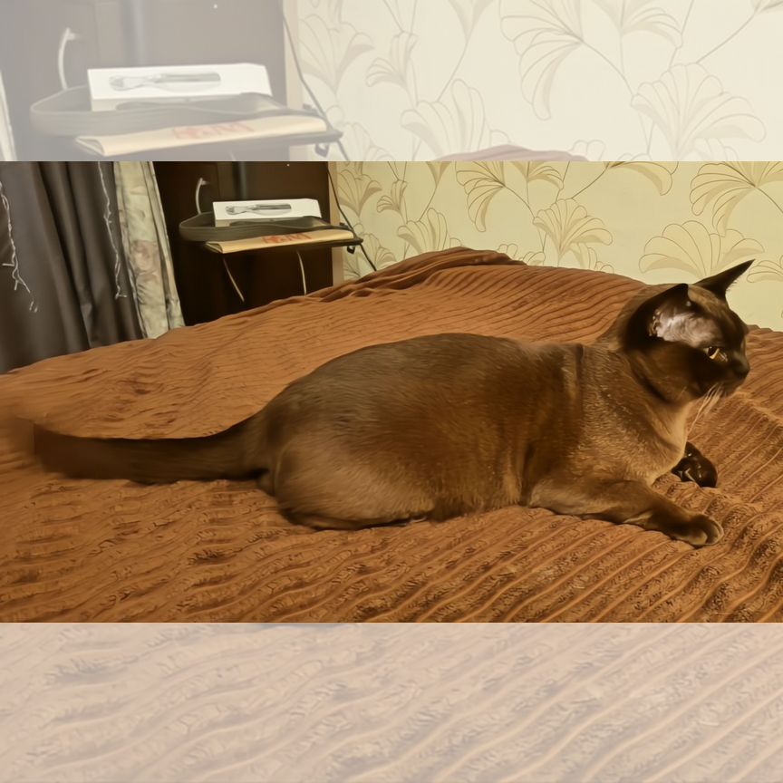 Вязка бурманский кот