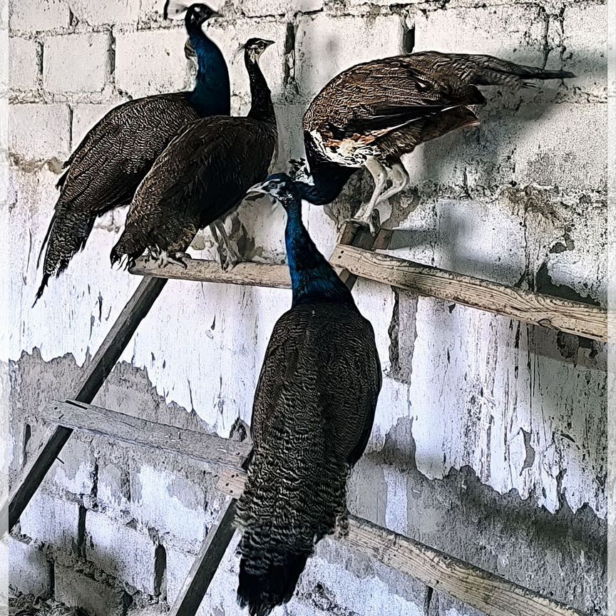 Павлины индийские