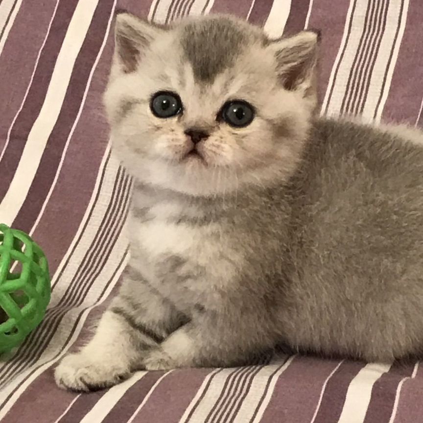 Прямоухий котик