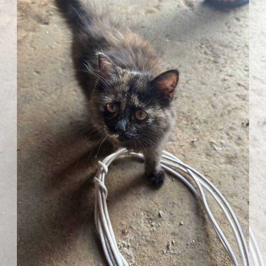 Котята ищут дом