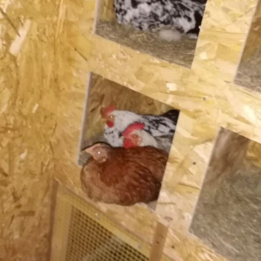 Продажа петухов