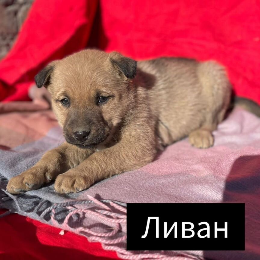 Щенок Ливан ищет дом