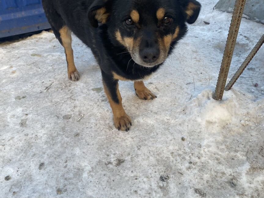 Маленький друг