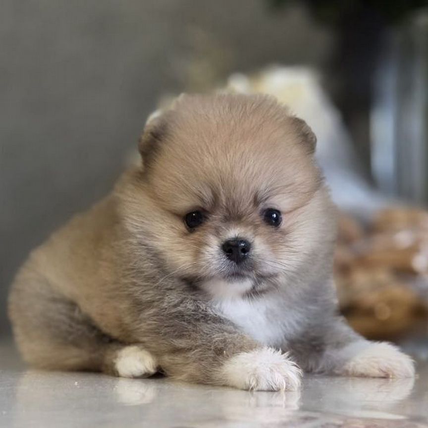 Померанский шпиц, щенок