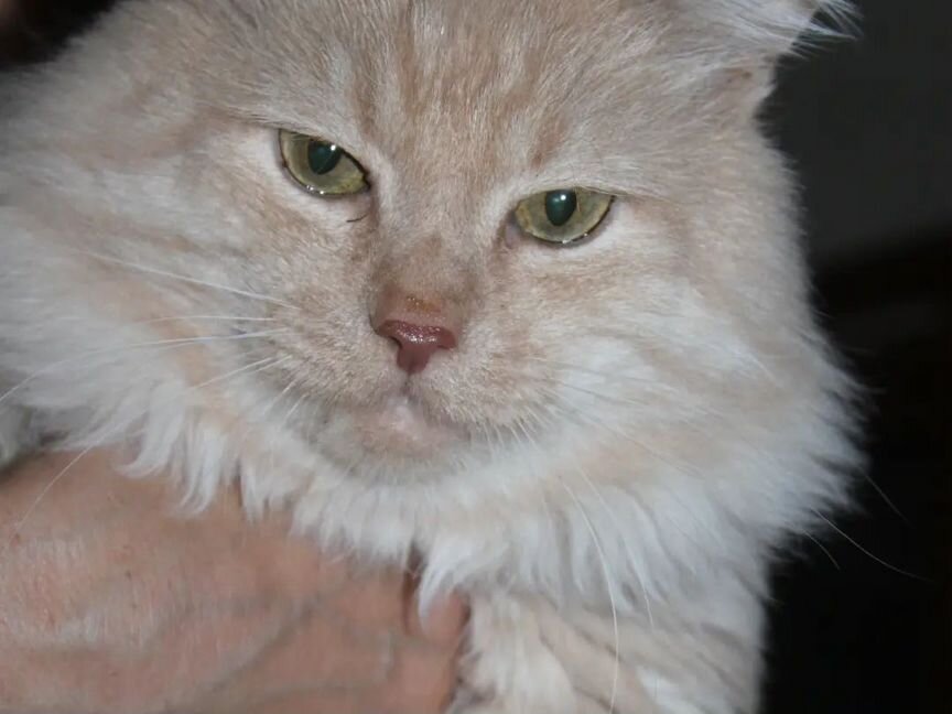 Очаровательный кот