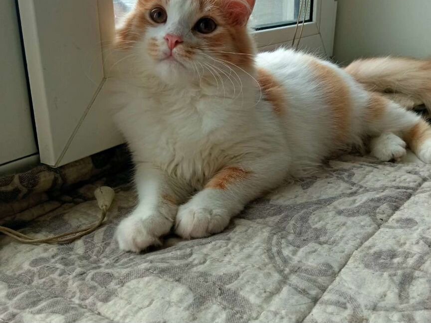 Котенок Лисс