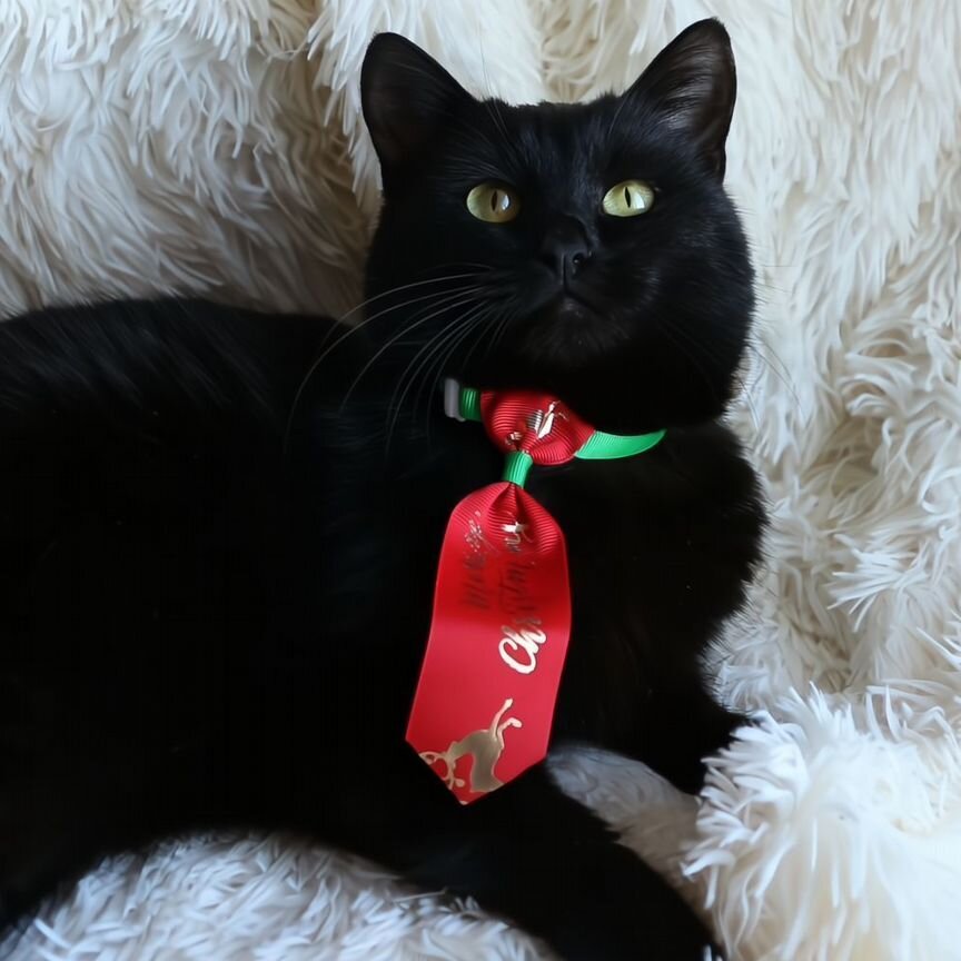 Взрослый кот в добрые руки