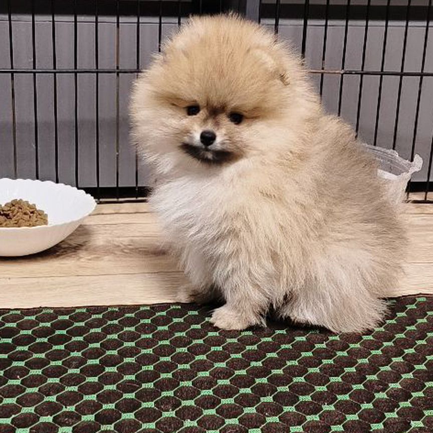 Померанский шпиц, щенок