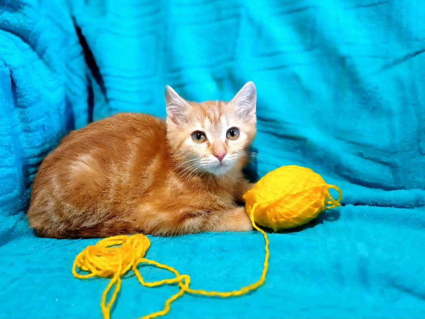 Рыжий,черепаховый котик