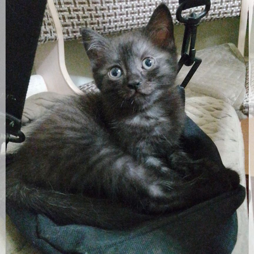 Котёнок в добрые руки