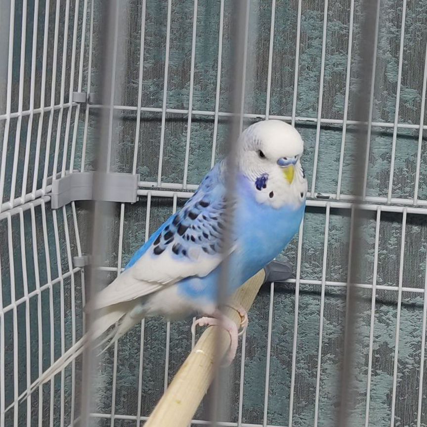 Волнистый попугай самец