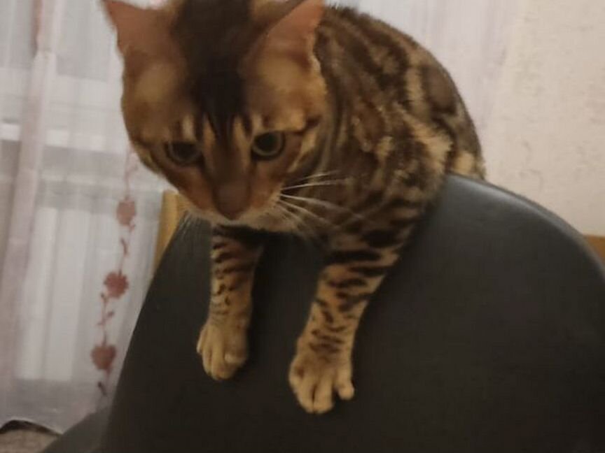 Бенгальская