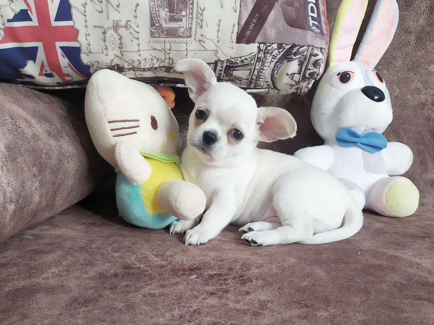 Чихуахуа гш мальчик