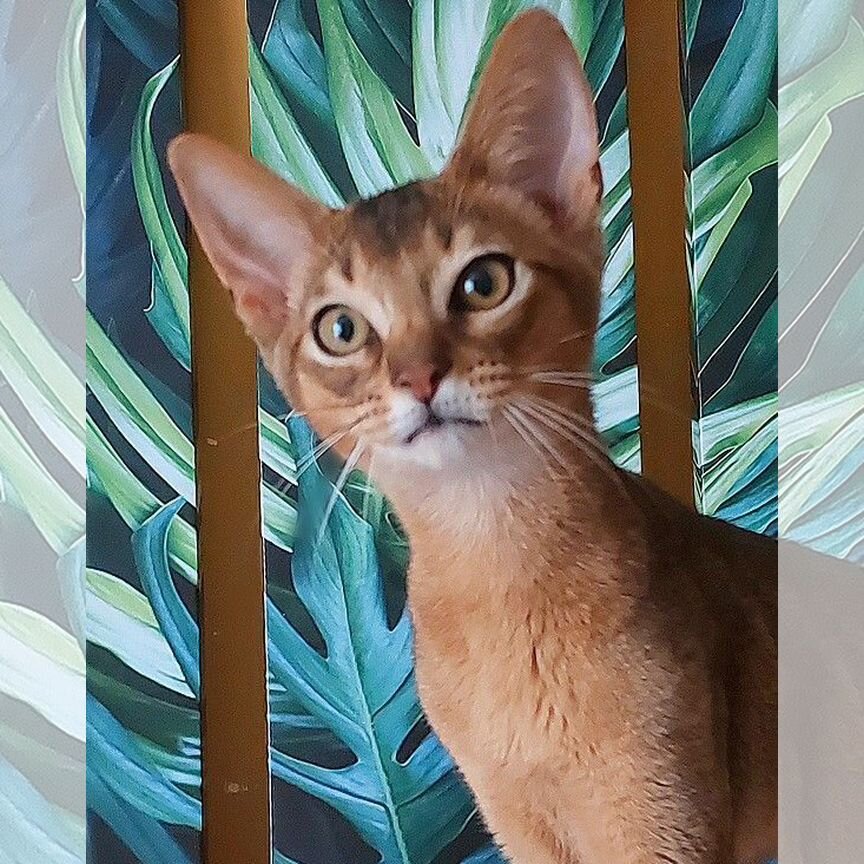 Абиссинский котёнок