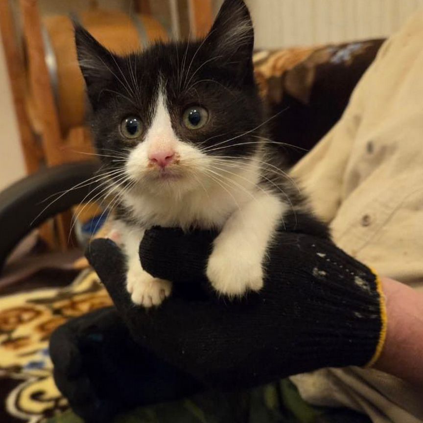 Котёнок в добрые руки