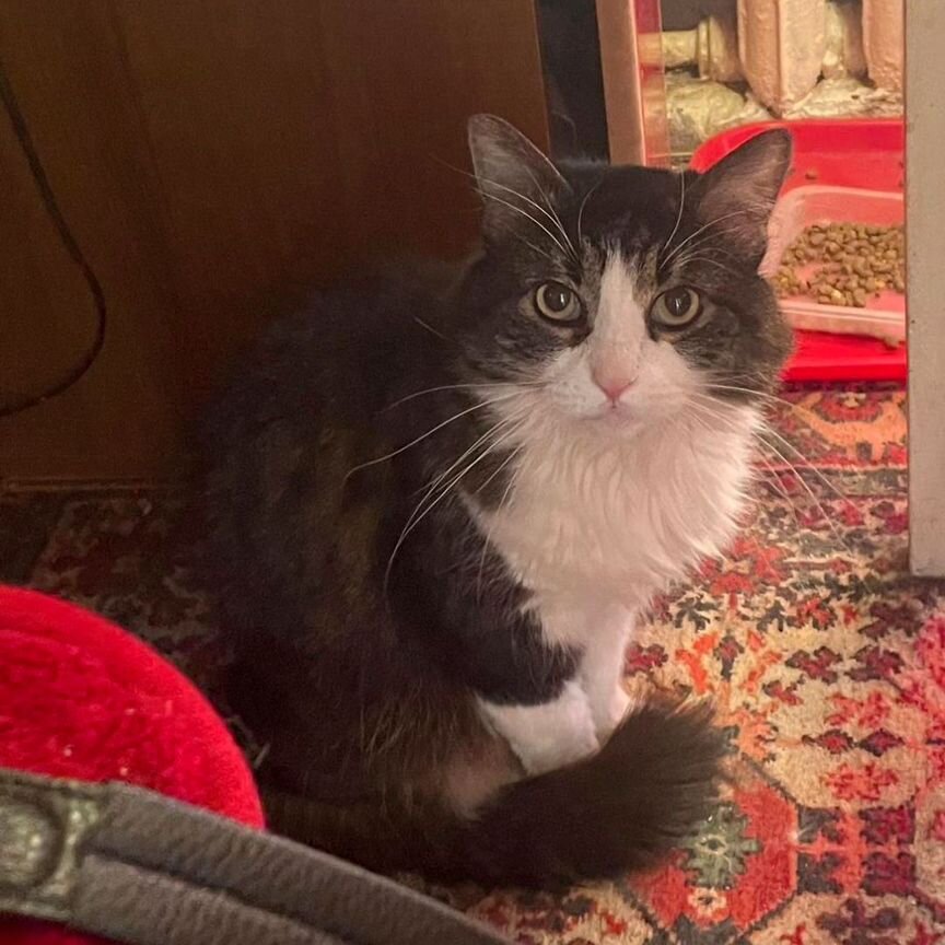 Кошки