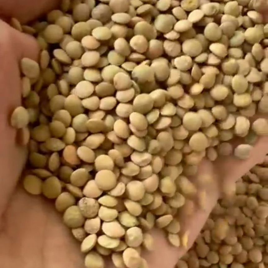 Чечевица зеленая