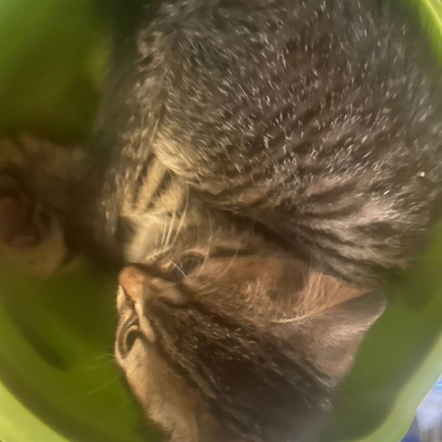 Котята