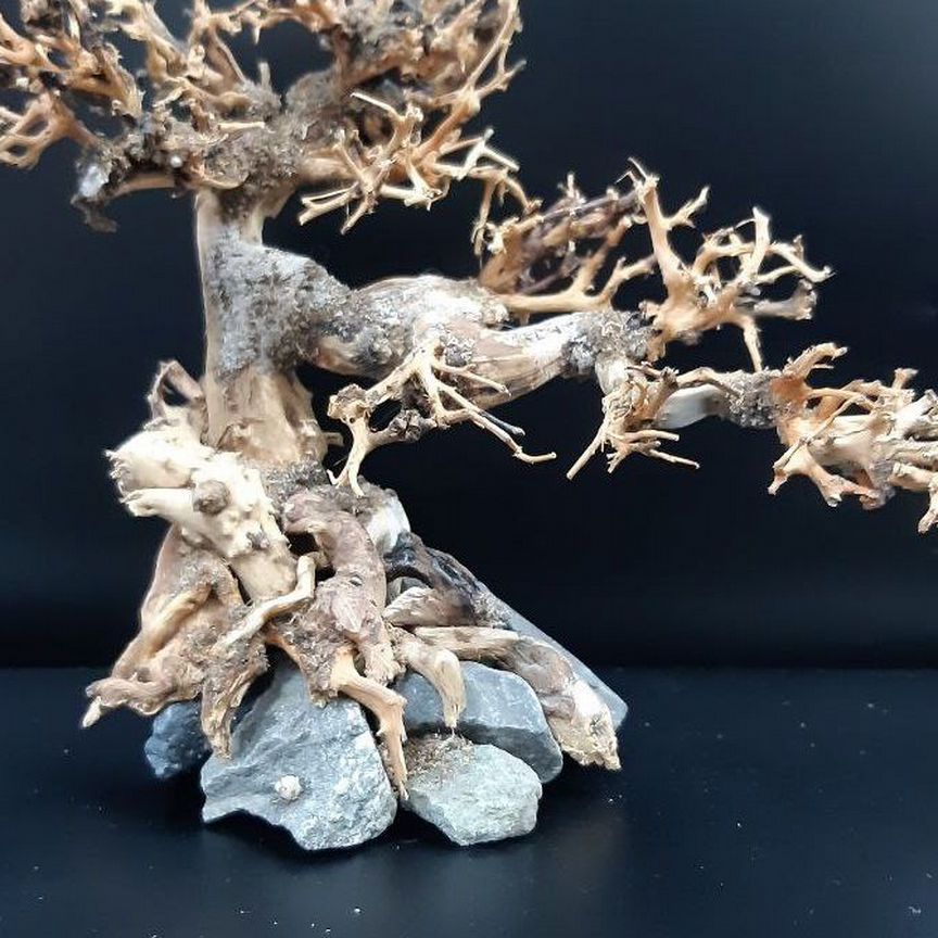 Коряга "Бонсай" 18х11х17см