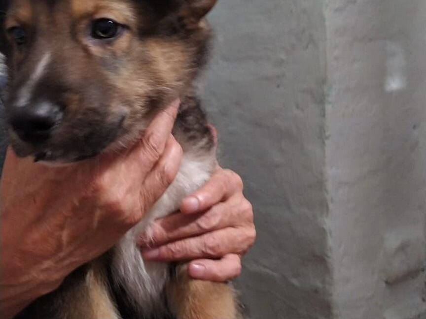 Тема, щенок метис овчарки