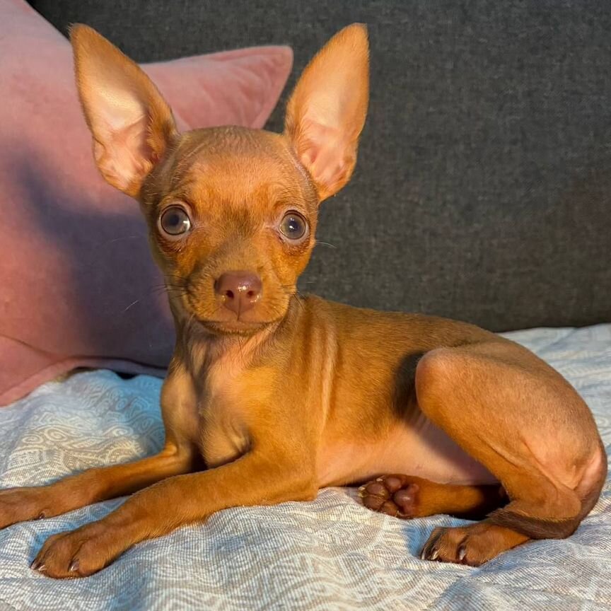 Русский той-терьер, щенок