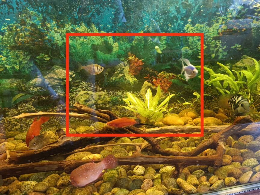 Тернеции и меченосец